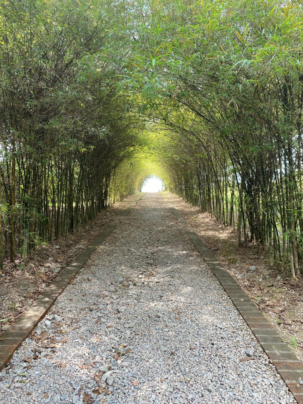 Bamboo and Life: Lessons in Resilience, Patience, and Growth